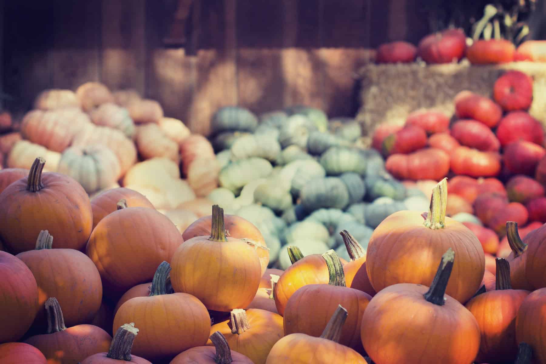Portland Pumpkin Patches, Corn Mazes and Hayrides - Portland Living on ...