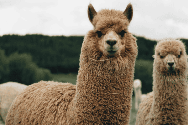 National Alpaca Farm Days - Portland Living on the Cheap