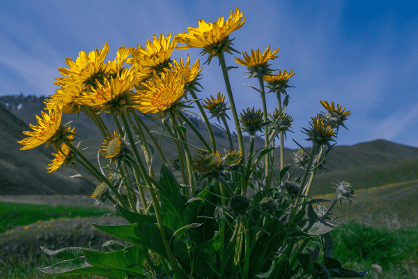 Looking for Wildflower Hikes? Use This Bloom Map - Portland Living on ...