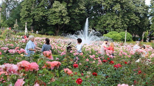 Flash Waltz at Peninsula Park Rose Garden - Portland Living on the Cheap