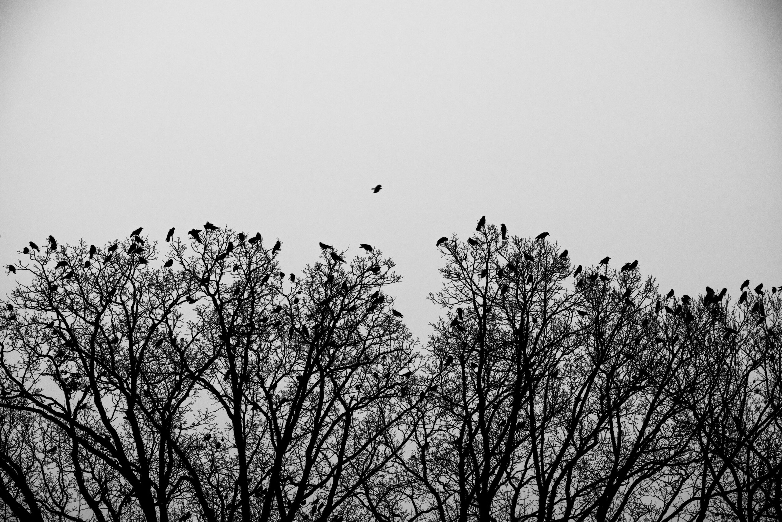 Why Are There So Many Crows in Portland? - Portland Living on the Cheap
