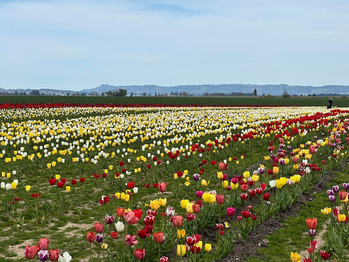 French Prairie Gardens Tulip and Flower Fest - Portland Living on the Cheap